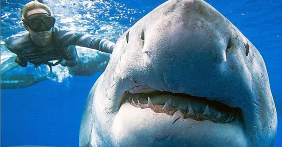 Squalo Animatronico Del Mare Blu Profondo Acquista Statua Realistica