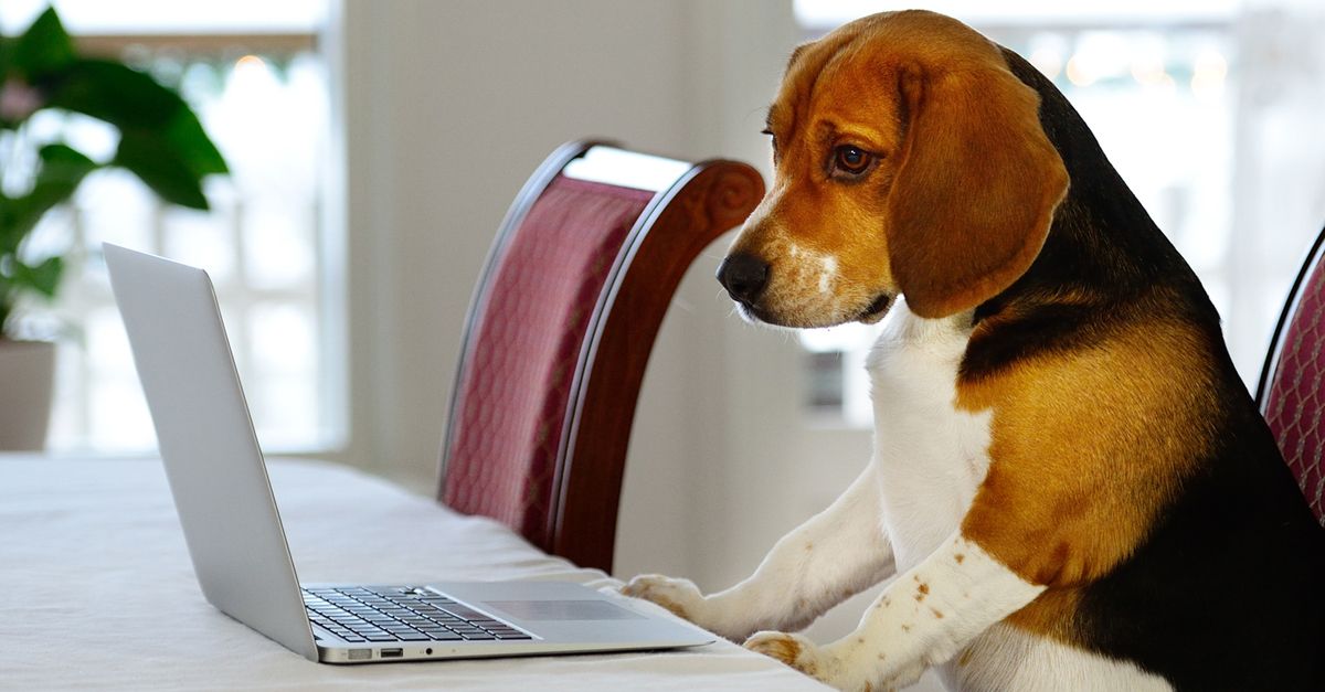 Bau Like a Deejay, 10 gadget che il vostro cane o il vostro gatto ...