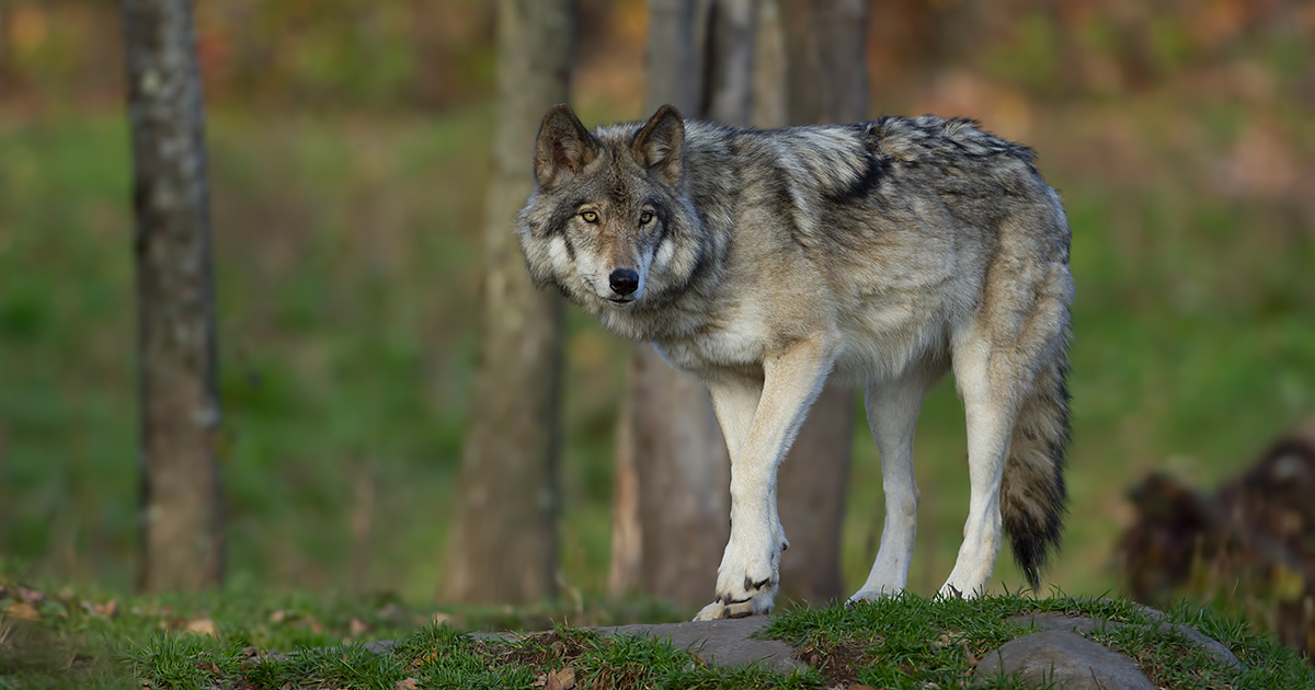 Il richiamo della Foresta - Blog - Repubblica.it